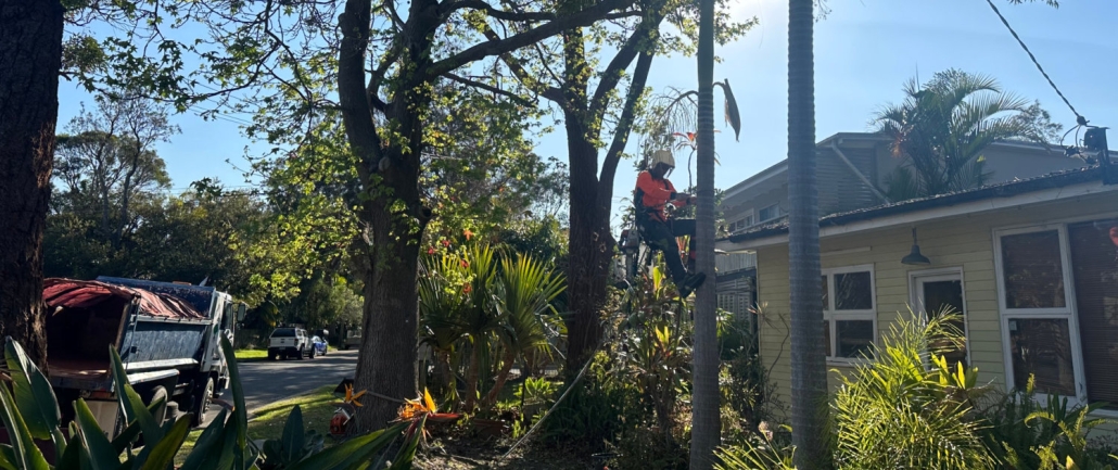 About Us – Tip Top Trees and Gardens