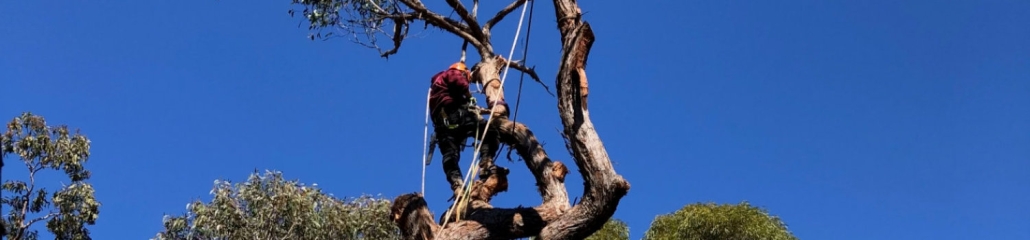 About Us – Tip Top Trees and Gardens