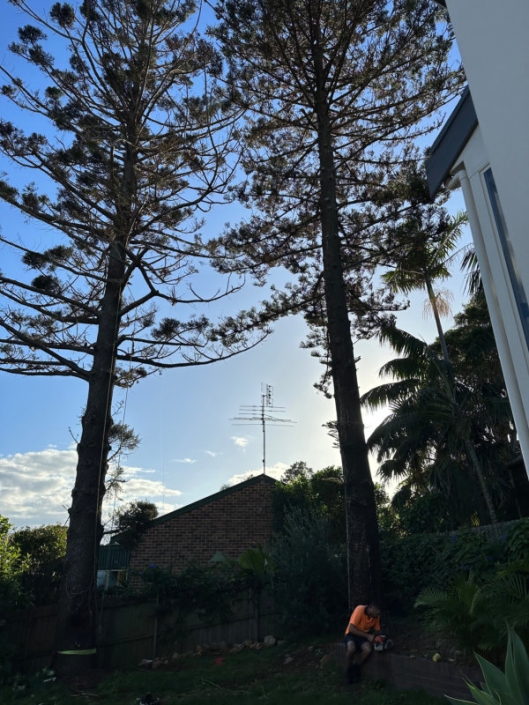 Photo Gallery – Tip Top Trees and Gardens