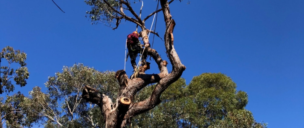 Tip Top Trees and Gardens